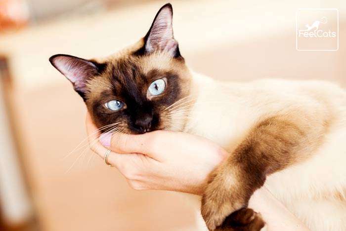 Gato Siamés: ¿son bizcos?, características y carácter | FeelCats