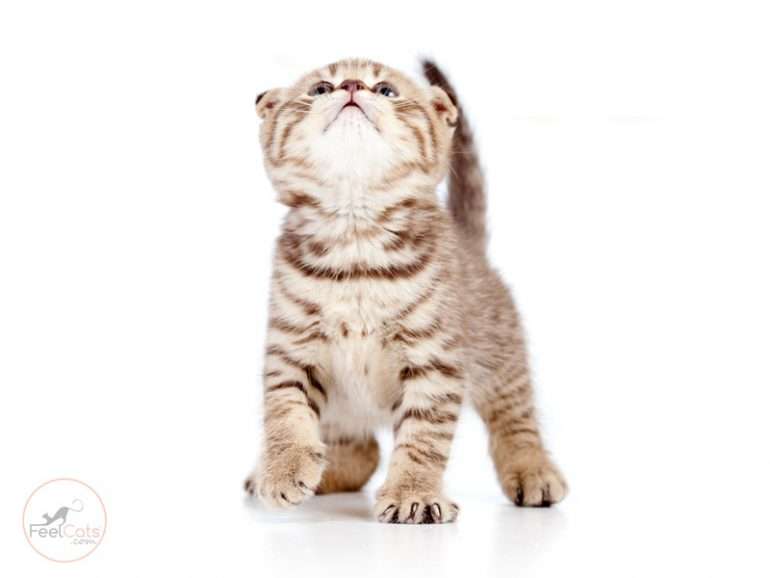 Todas las Razas de Gatos - Carácter, Cuidados y Fotos | FeelCats