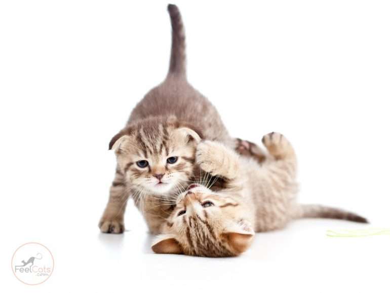 Todas las Razas de Gatos - Carácter, Cuidados y Fotos | FeelCats