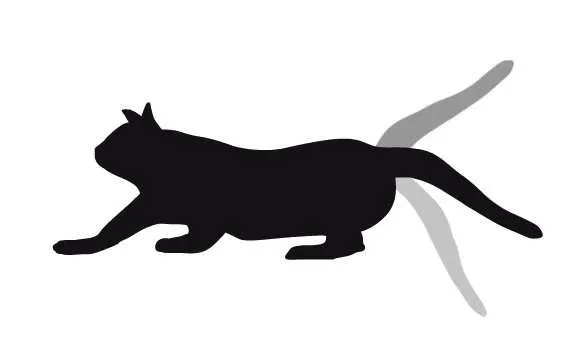 ¿Por qué los gatos mueven la cola? - Sus mensajes y significados