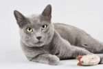 Gato Azul Ruso: Todo sobre esta raza gris y única | FeelCats
