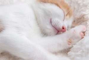 Gato Van Turco ¿conoces su curiosa leyenda? | FeelCats