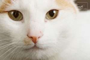 Gato Van Turco ¿conoces su curiosa leyenda? | FeelCats
