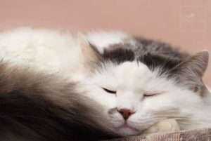 Gato Van Turco ¿conoces su curiosa leyenda? | FeelCats