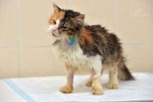 Hongos en gatos: ¿Qué son? Tipos, tratamiento y prevención | FeelCats