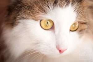 Gato Van Turco ¿conoces su curiosa leyenda? | FeelCats