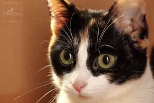Gato tricolor. Características y patrones de color | FeelCats