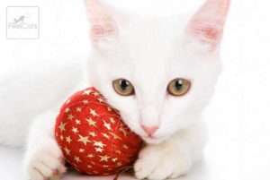 Gato Blanco ¿son sordos? origen y curiosidades | FeelCats