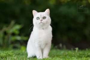 Gato Blanco ¿son sordos? origen y curiosidades | FeelCats