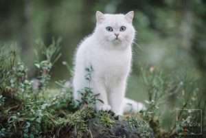 Gato Blanco ¿son sordos? origen y curiosidades | FeelCats