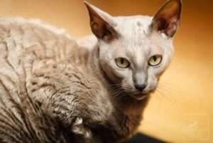 10 Razas de gatos grises - Cuidados y Características | FeelCats