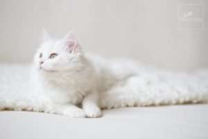 Gato Blanco ¿son sordos? origen y curiosidades | FeelCats