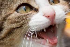 Maullido de gato ¿significados? ¿y en gatos pequeños? | FeelCats
