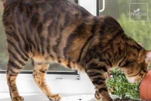 Gato tigre o Toyger, ¿Conoces a este felino tigrado? | FeelCats