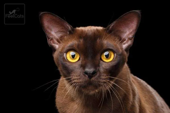 Gato Burmés, ¿Europeo y Americano? Origen y Carácter | FeelCats