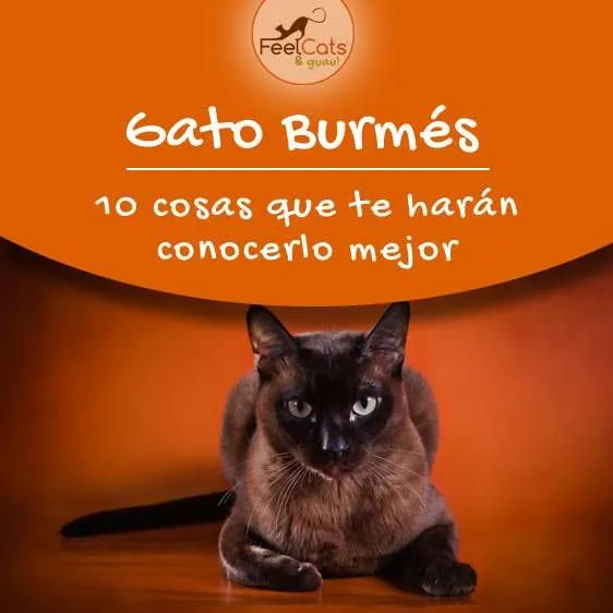 Gato Burmés, ¿Europeo y Americano? Origen y Carácter | FeelCats