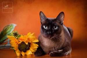 Gato Burmés, ¿Europeo y Americano? Origen y Carácter | FeelCats
