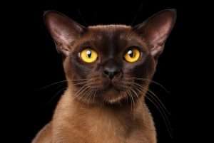 Gato Burmés, ¿Europeo y Americano? Origen y Carácter | FeelCats