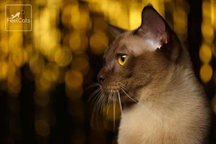 Gato Burmés, ¿Europeo y Americano? Origen y Carácter | FeelCats