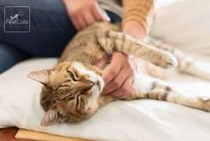 Las Razas de gatos más inteligentes y listos | FeelCats