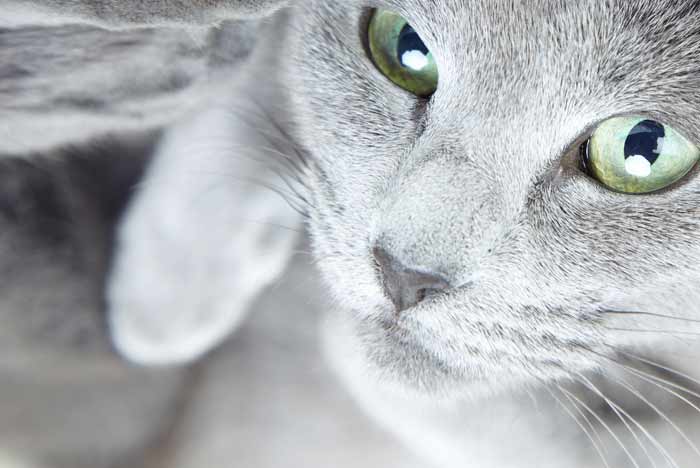 Los 13 gatos más bonitos del mundo, con fotos | FeelCats