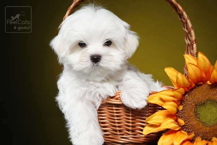 Bichón Maltés ¿mini o toy? ¿americano o europeo? | FeelCats