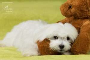 Bichón Maltés ¿mini o toy? ¿americano o europeo? | FeelCats