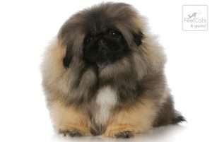Pequinés, 10 cosas que debes saber del perro pekinés | FeelCats