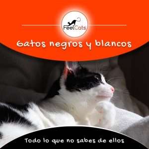 Gato Blanco y Negro ¿sabes por qué son únicos? | FeelCats
