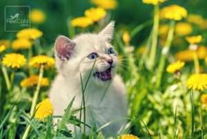 ¿Gatos llorando? ¿Por qué llora un gato? | FeelCats