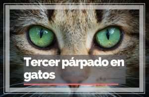 Tercer párpado en gatos. Preguntas y respuestas | FeelCats
