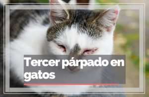 Tercer párpado en gatos. Preguntas y respuestas | FeelCats