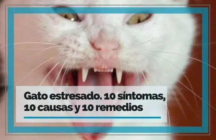 Gato estresado. 10 síntomas, 10 causas y 10 remedios | FeelCats