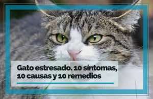 Gato estresado. 10 síntomas, 10 causas y 10 remedios | FeelCats