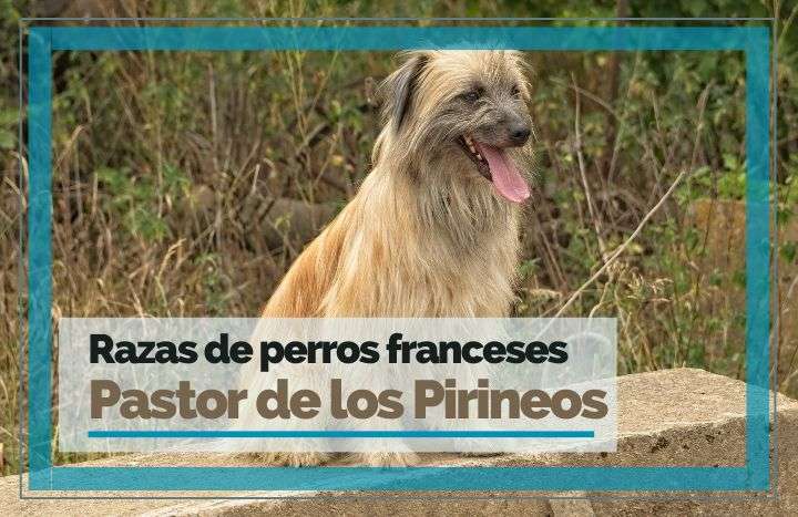 Razas de perros franceses. TOP 20 más conocidos | FeelCats