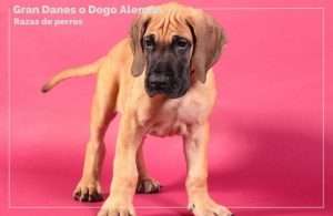 Gran Danés o Dogo Alemán, 10 curiosidades sobre ellos | FeelCats