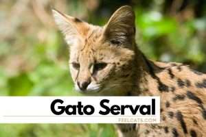 Gato Serval. Todas las curiosidades que esconde este felino | FeelCats