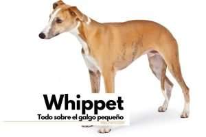 Whippet, todo sobre el mini galgo enano | FeelCats