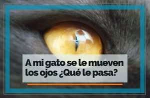 A mi gato se le mueven los ojos ¿Qué le pasa? | FeelCats
