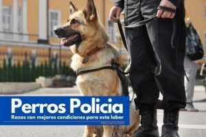 Perros Policia, las 10 Mejores Razas por Excelencia | FeelCats