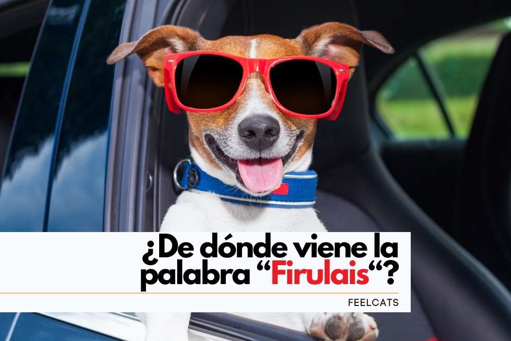 Firulais: Significado, origen y memes de Perros | FeelCats