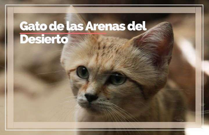 Gato de las Arenas o del Desierto ¿es hora de protegerlos? | FeelCats